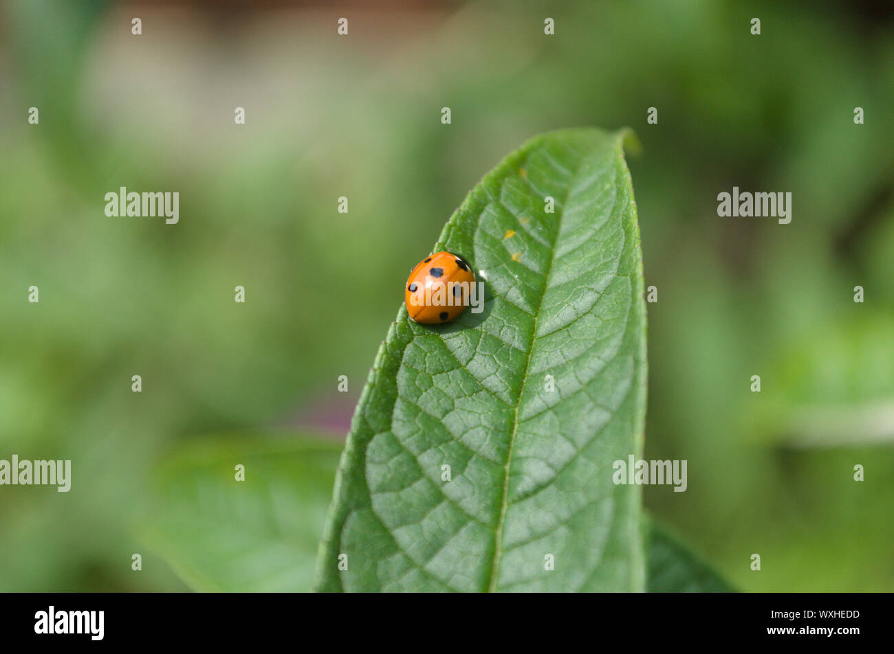 Ladybird on a leaf Stock Photo - Alamy