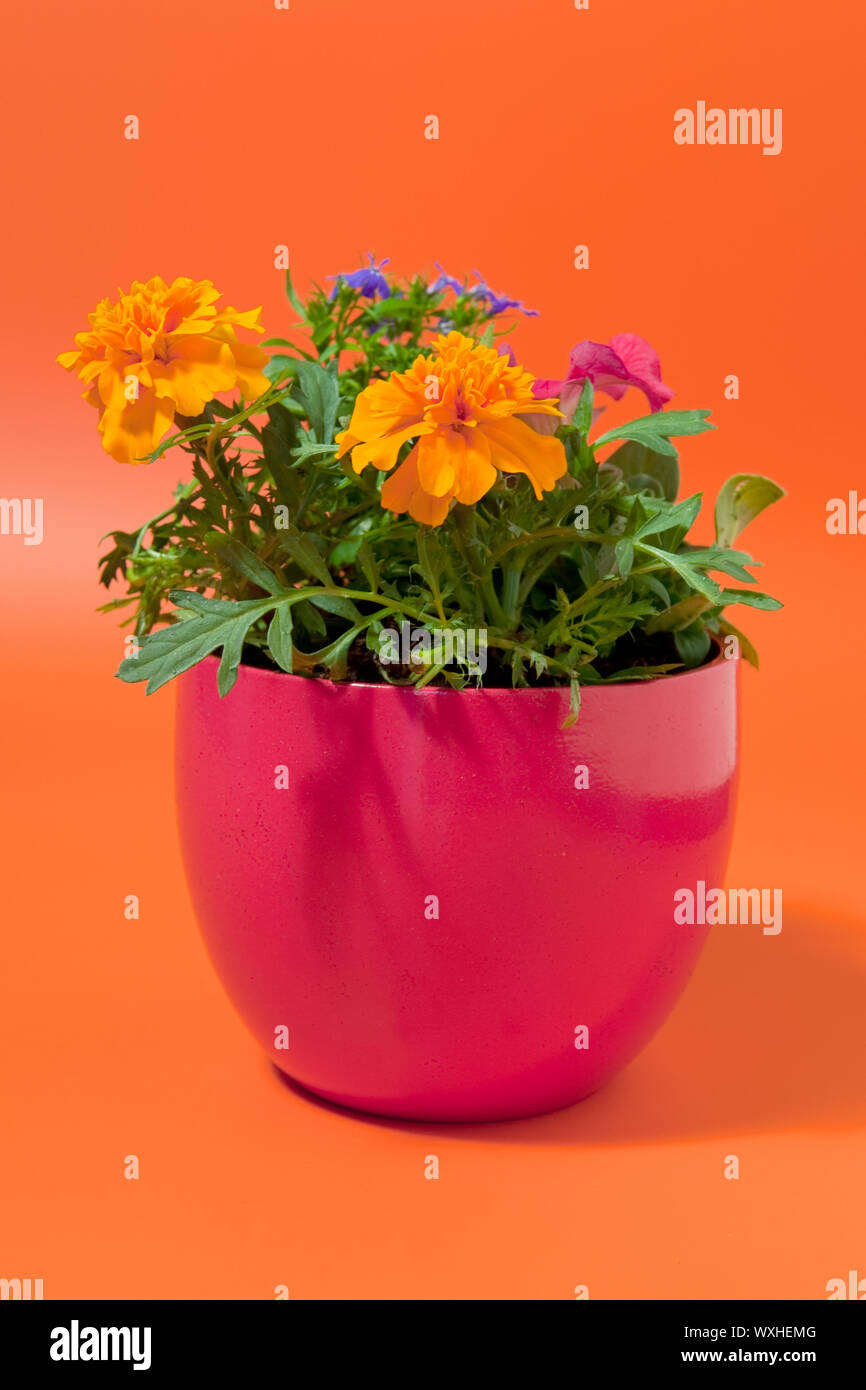 colorful flower pot with garden plants for the summer Stock Photo - Alamy