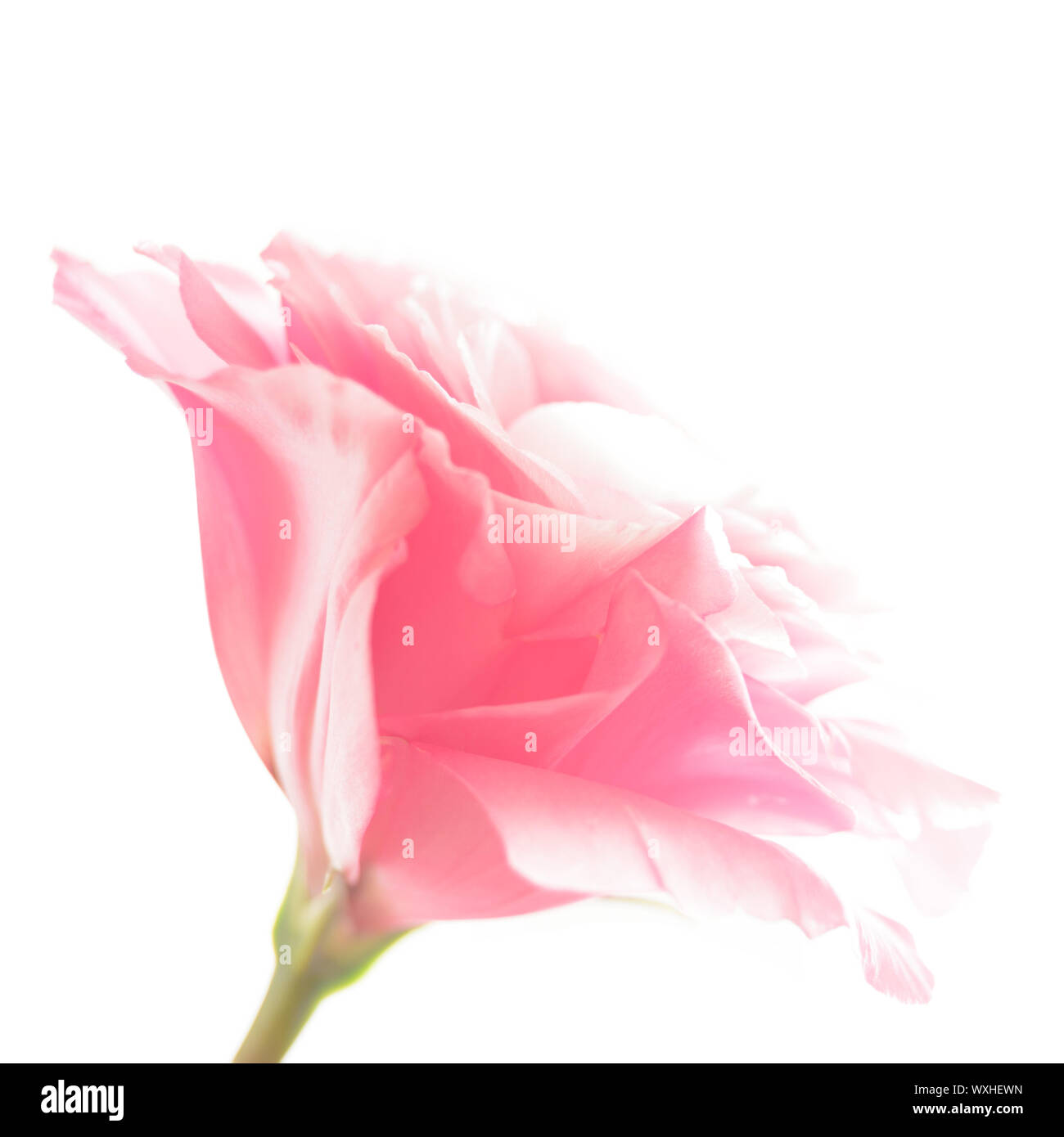 Soft focus pink flower Cut Out Stock Images & Pictures - Alamy