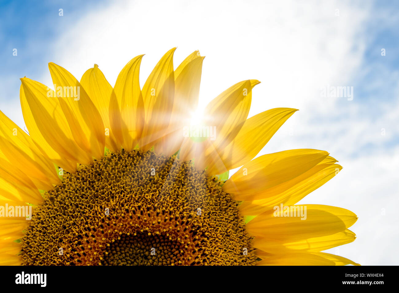 Bright Sun Shines Through the Petals of Beautiful Sunflower Against a ...