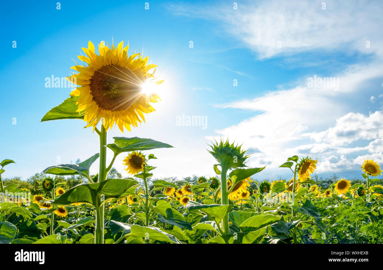 Orange sun shines through sunflower hi-res stock photography and images ...