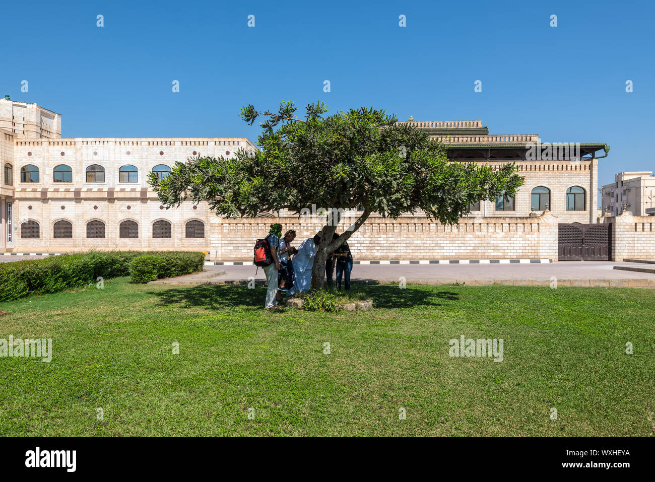 Frankincense tree hi-res stock photography and images - Alamy
