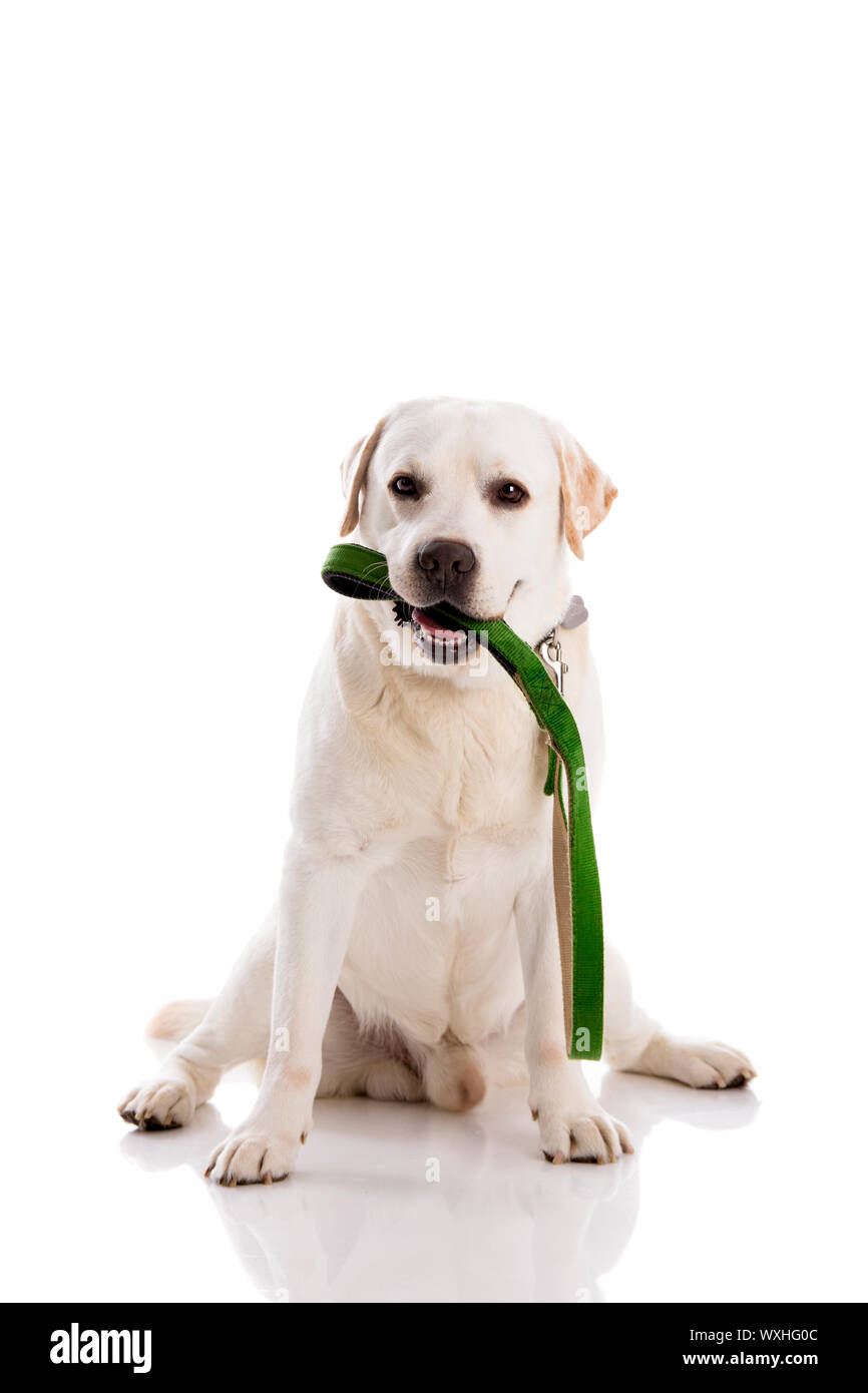 Beautiful labrador retriever bitting the leash, isolated on white ...