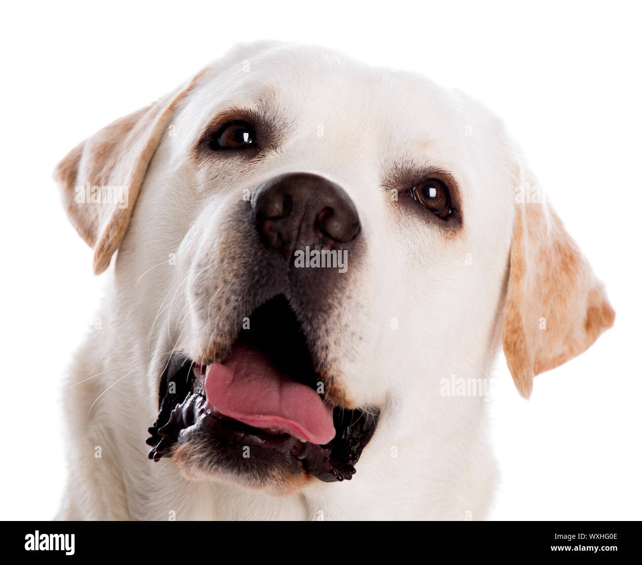 close-yp portrait of a beautiful labrador retriever breed, isolated on ...