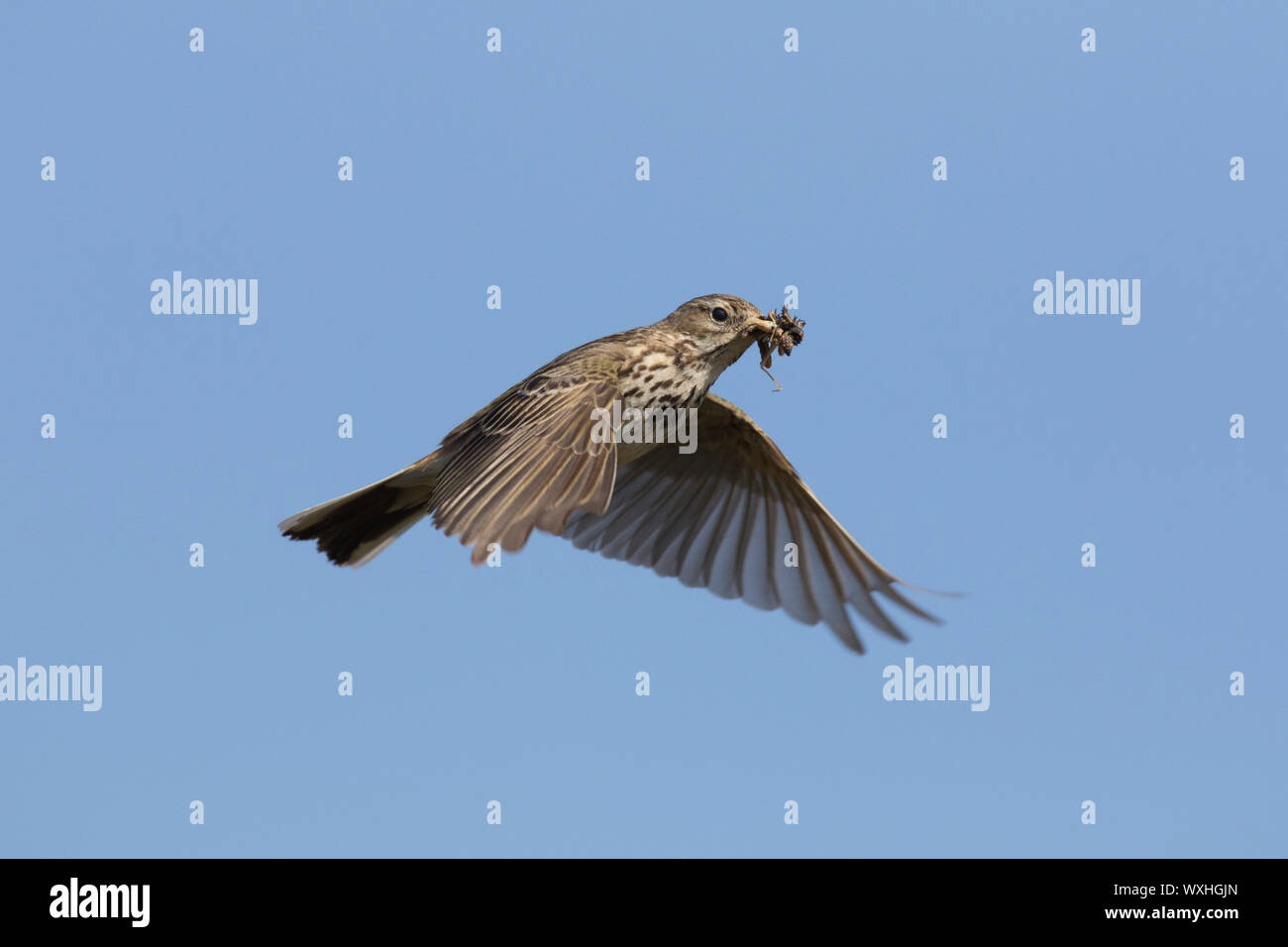 American Pipit In Flight