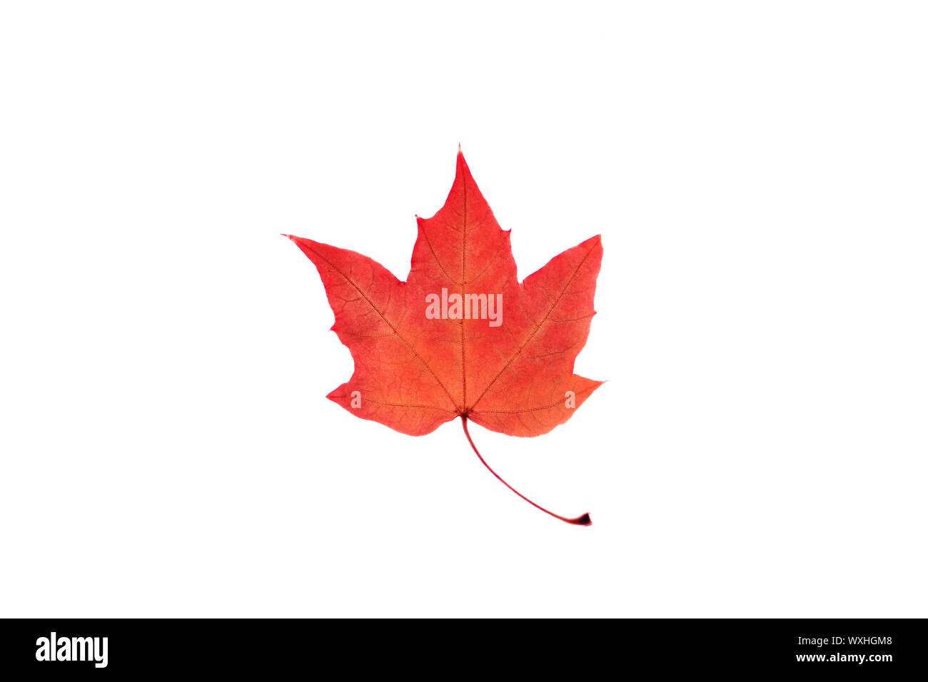 Backdrop of colorful autumn transparent leaf. Flat lay, top view ...