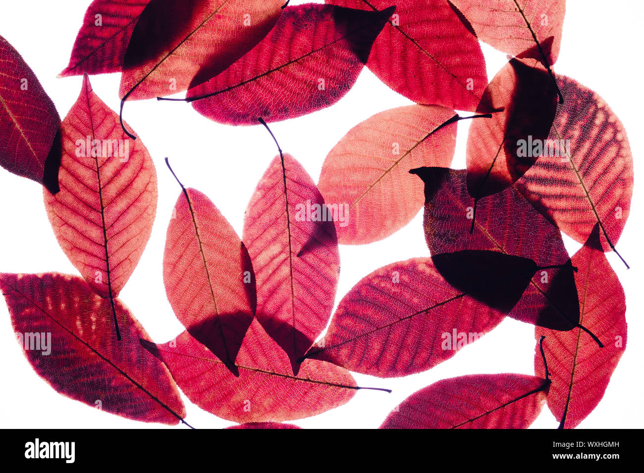 Autumn, fall concept. Background of colorful autumn transparent leaves ...