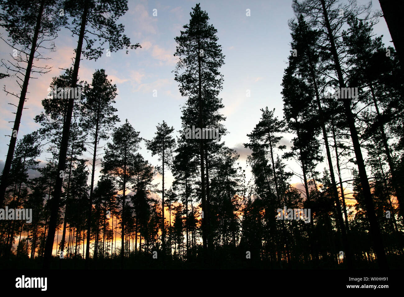 Silhouette of tree on sunset sky Stock Photo - Alamy