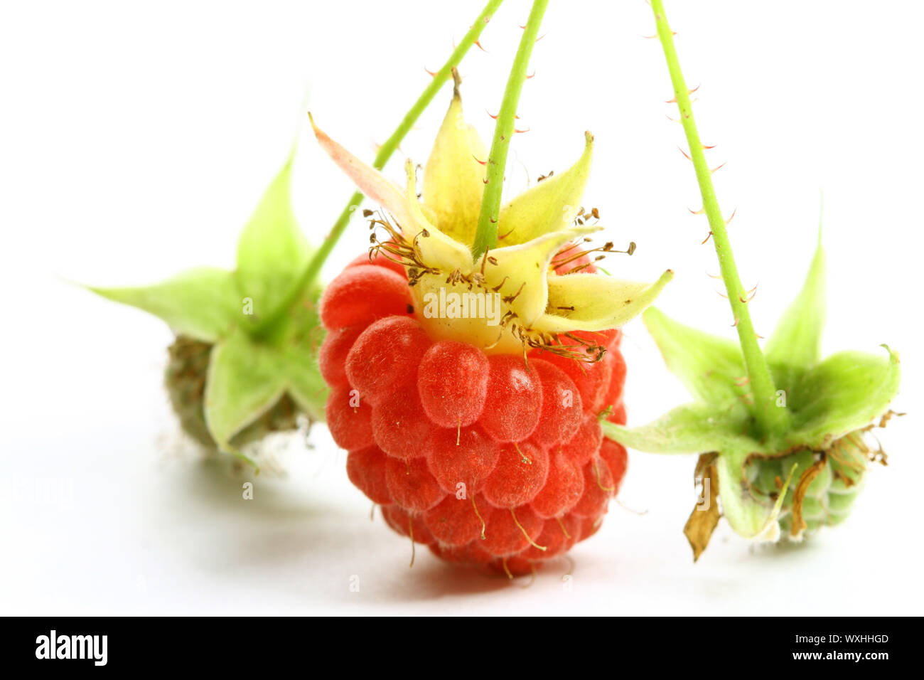 raspberry isolated on white background Stock Photo - Alamy