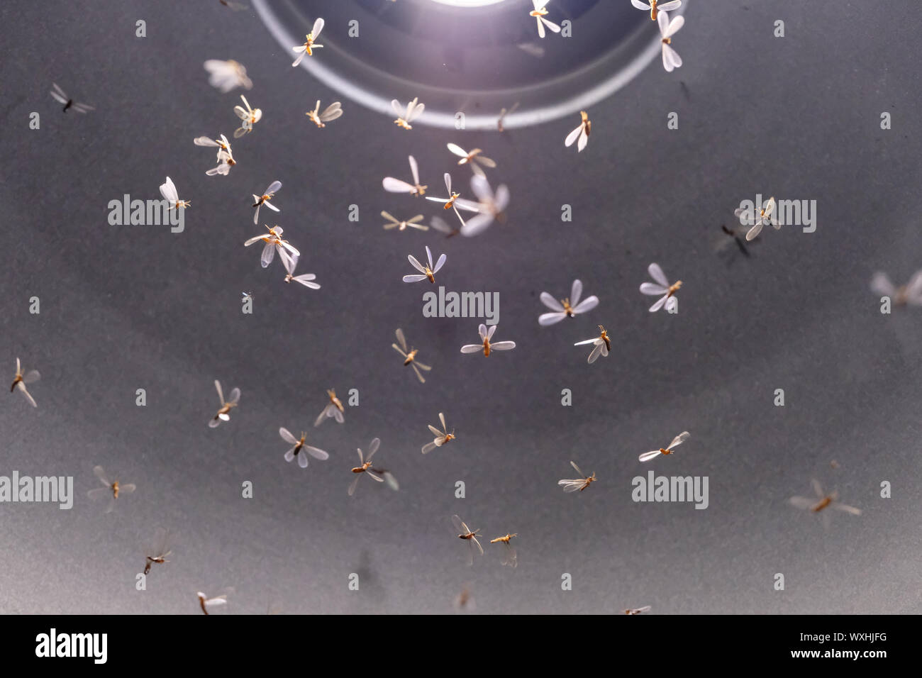 mayfly fly over high bay light Stock Photo - Alamy