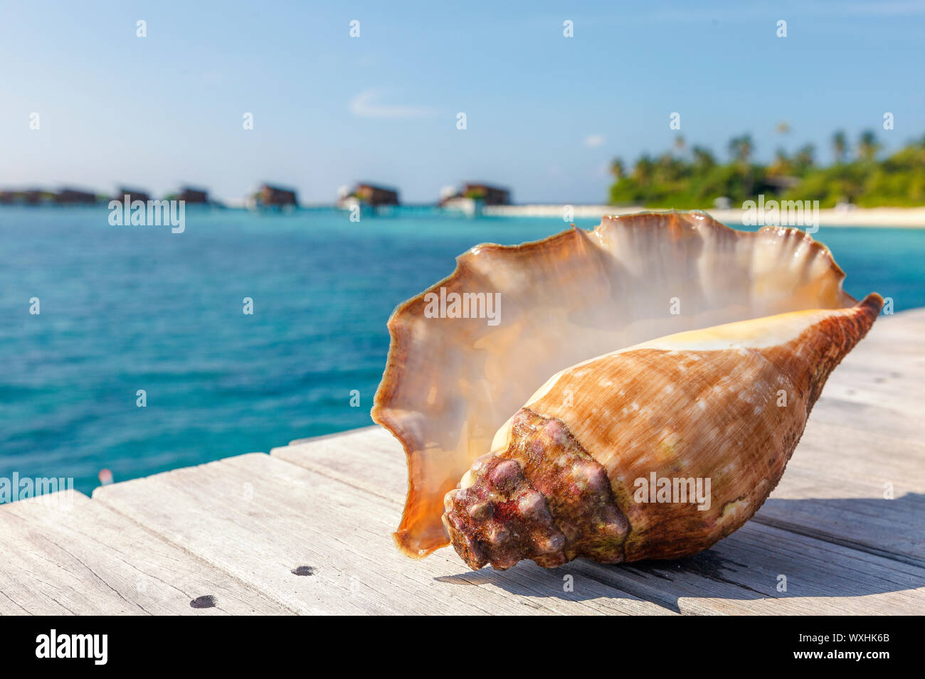 Conch shell with island on background, Maldives Stock Photo - Alamy