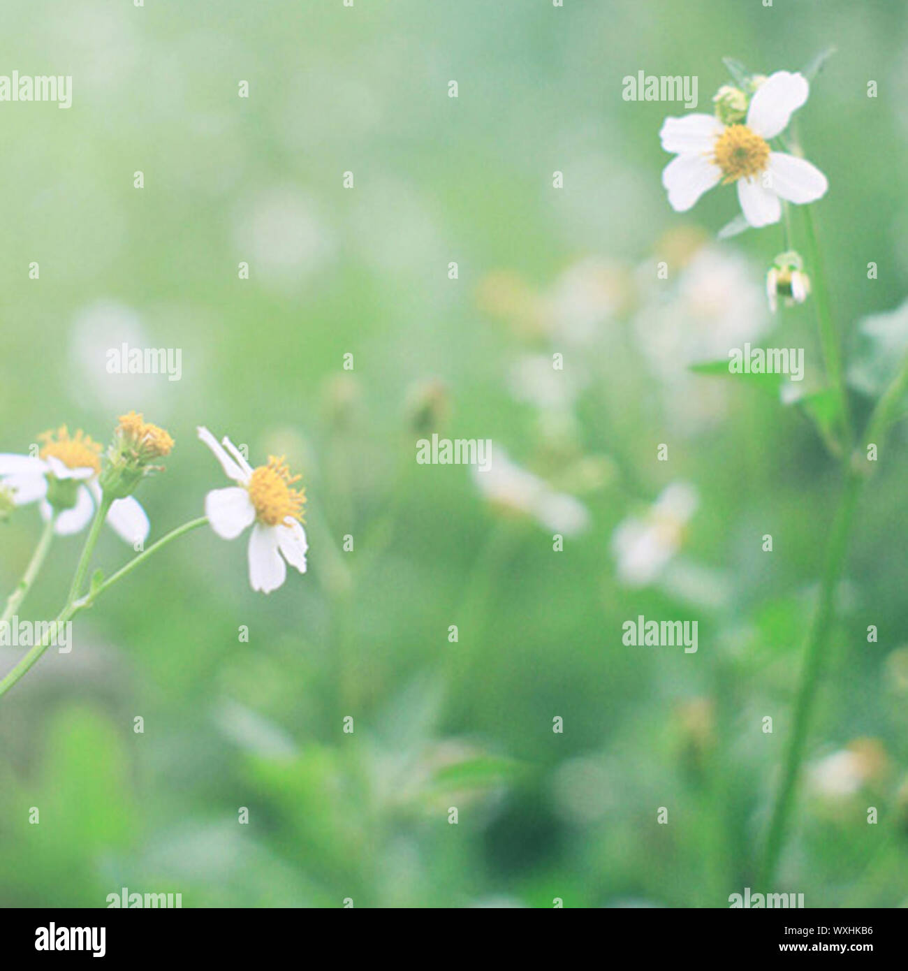Vintage little flowers hi-res stock photography and images - Alamy