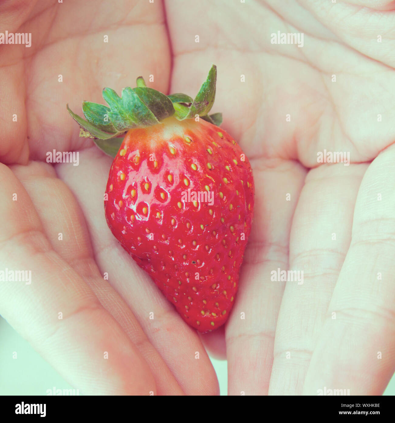 one fresh strawberry in hands with retro filter effect Stock Photo - Alamy
