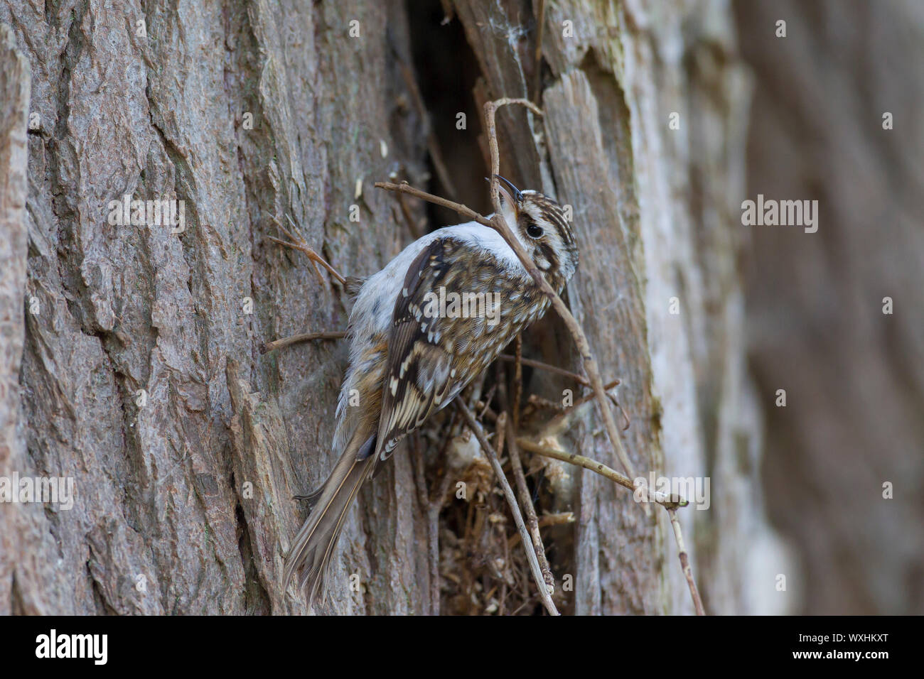 Common Treecreeper (Certhia familiaris) with nesting material. Germany ...