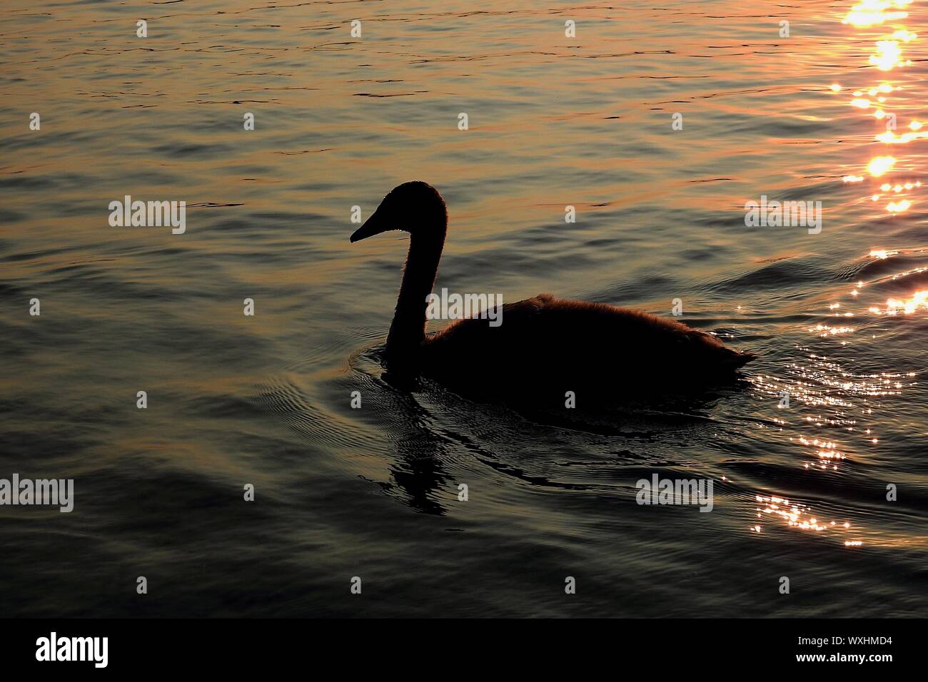swan at sea Stock Photo - Alamy