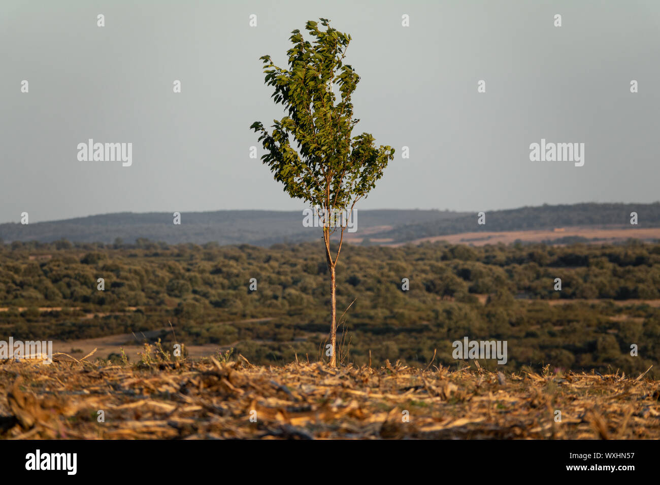 Long shot of forest hi-res stock photography and images - Alamy