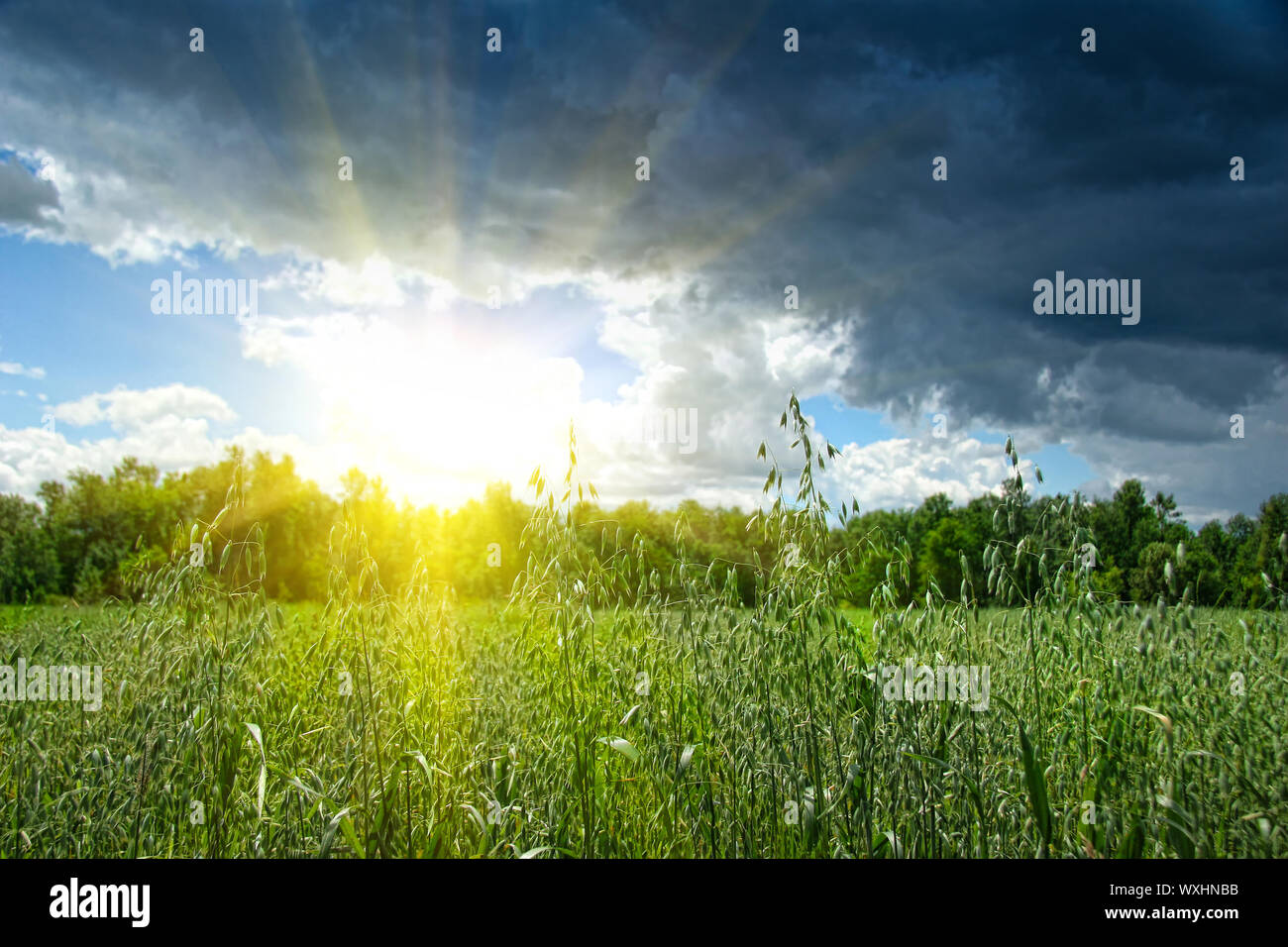 Summer grain growing in a farm field Stock Photo - Alamy