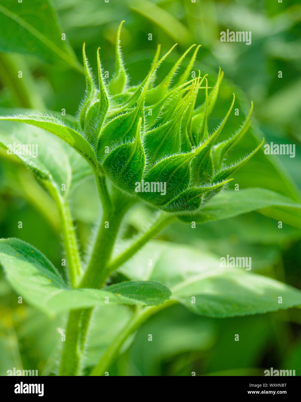 Close up young sunflower stem hi-res stock photography and images - Alamy