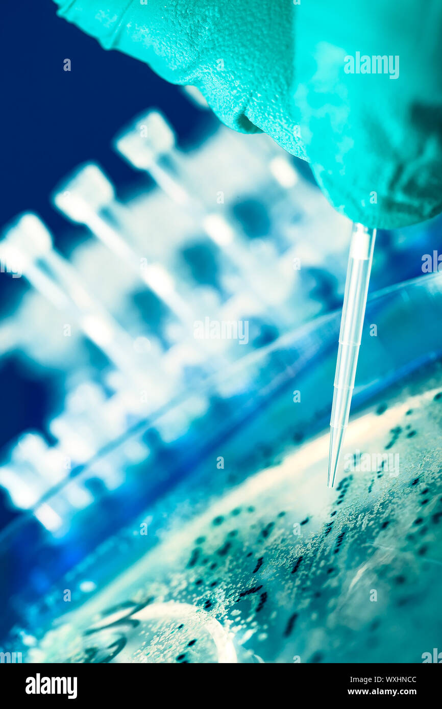Bacterial colony picking for DNA cloning Stock Photo - Alamy