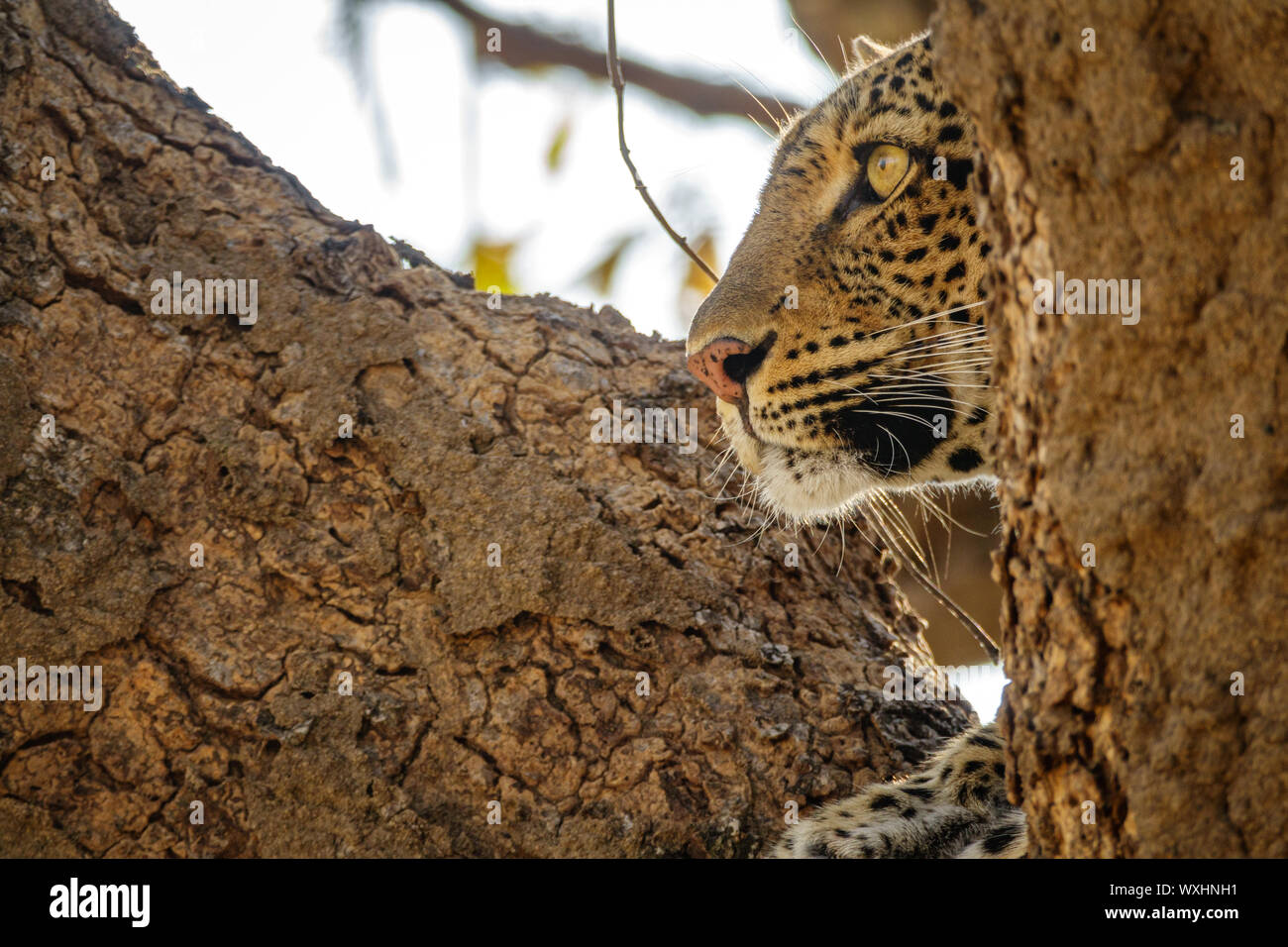 Majestic profile hi-res stock photography and images - Alamy