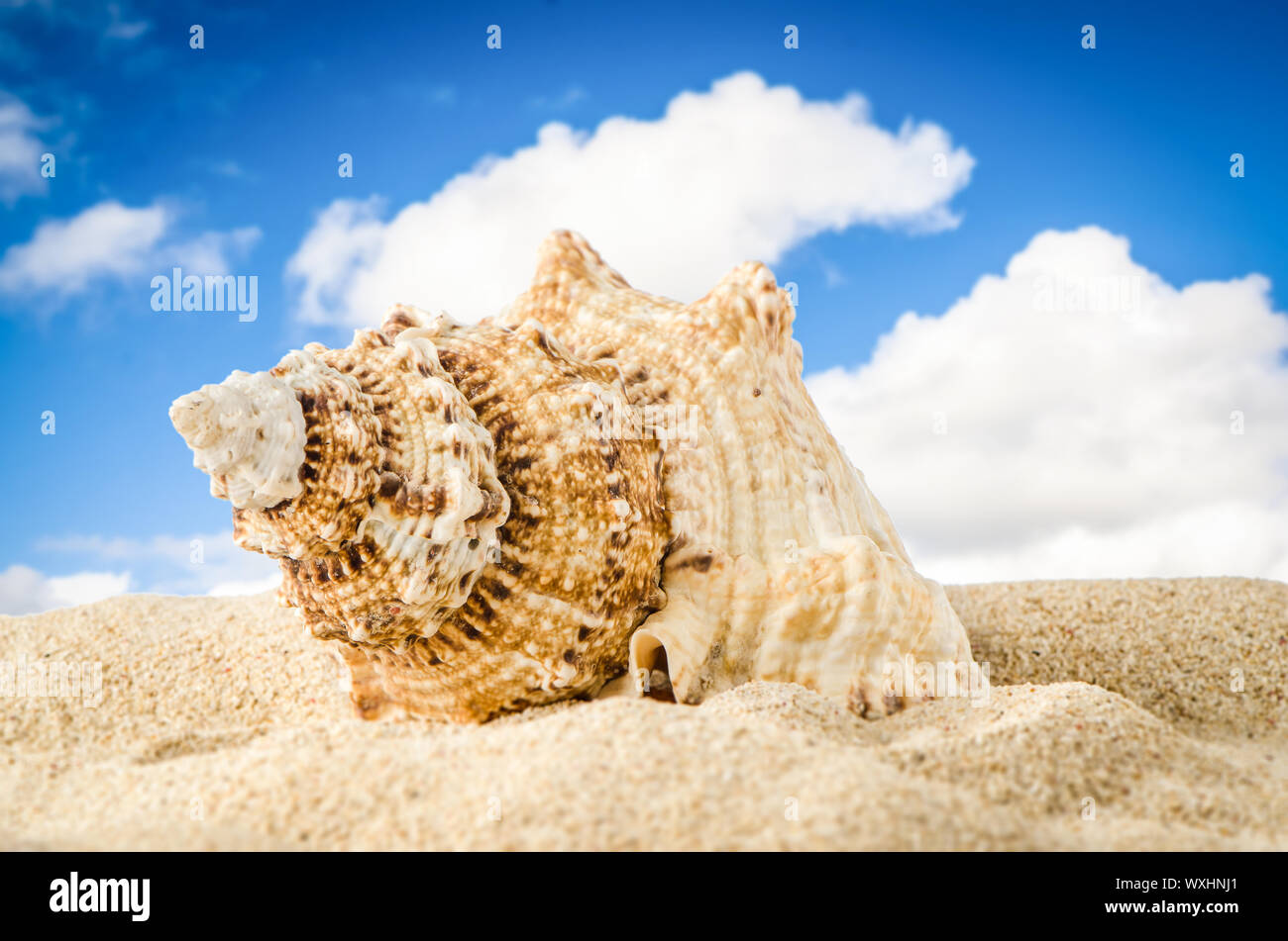 Conch shell on an tropical beach sand on blue cloudy sky background ...