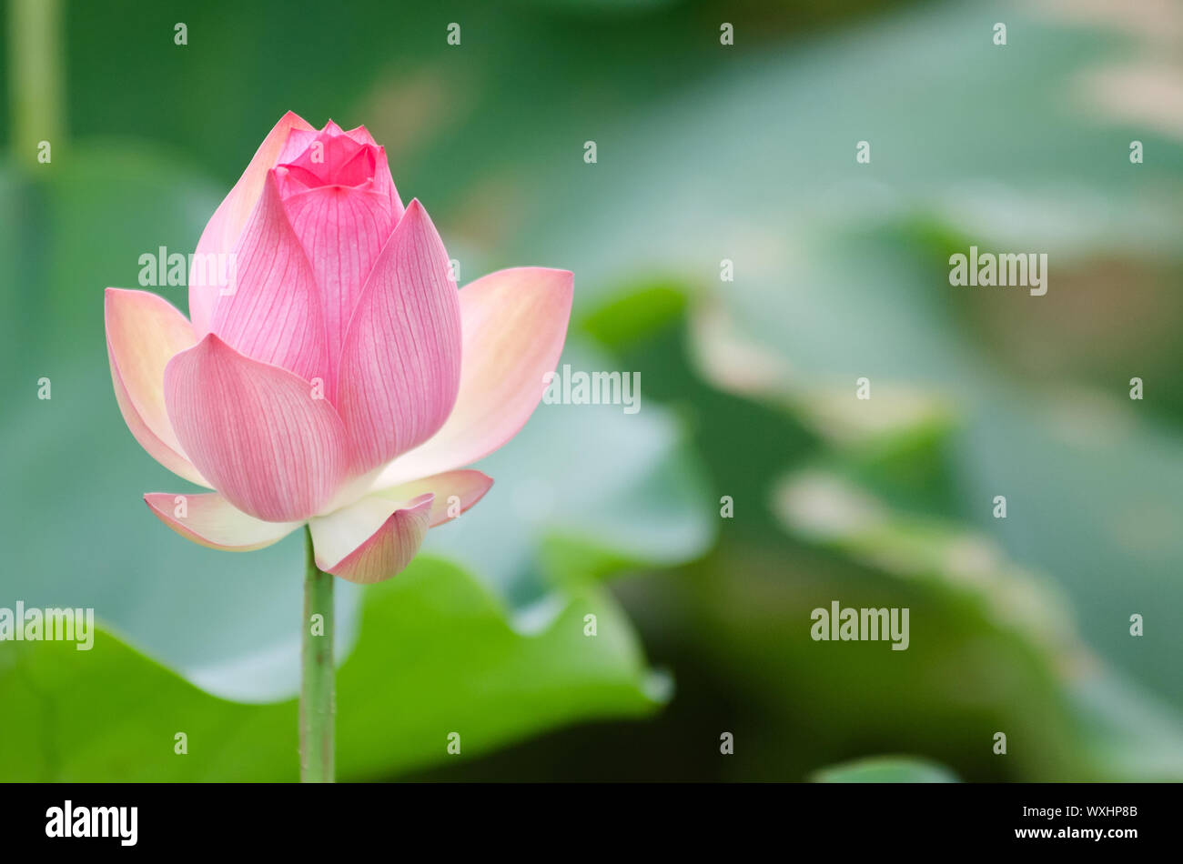 Lotus flower in the farm at daytime in Taiwan, Asia Stock Photo - Alamy