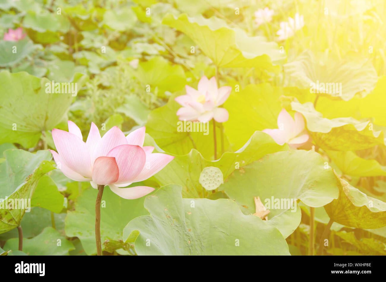 Morning lotus flower in the farm under warm sunlight Stock Photo - Alamy