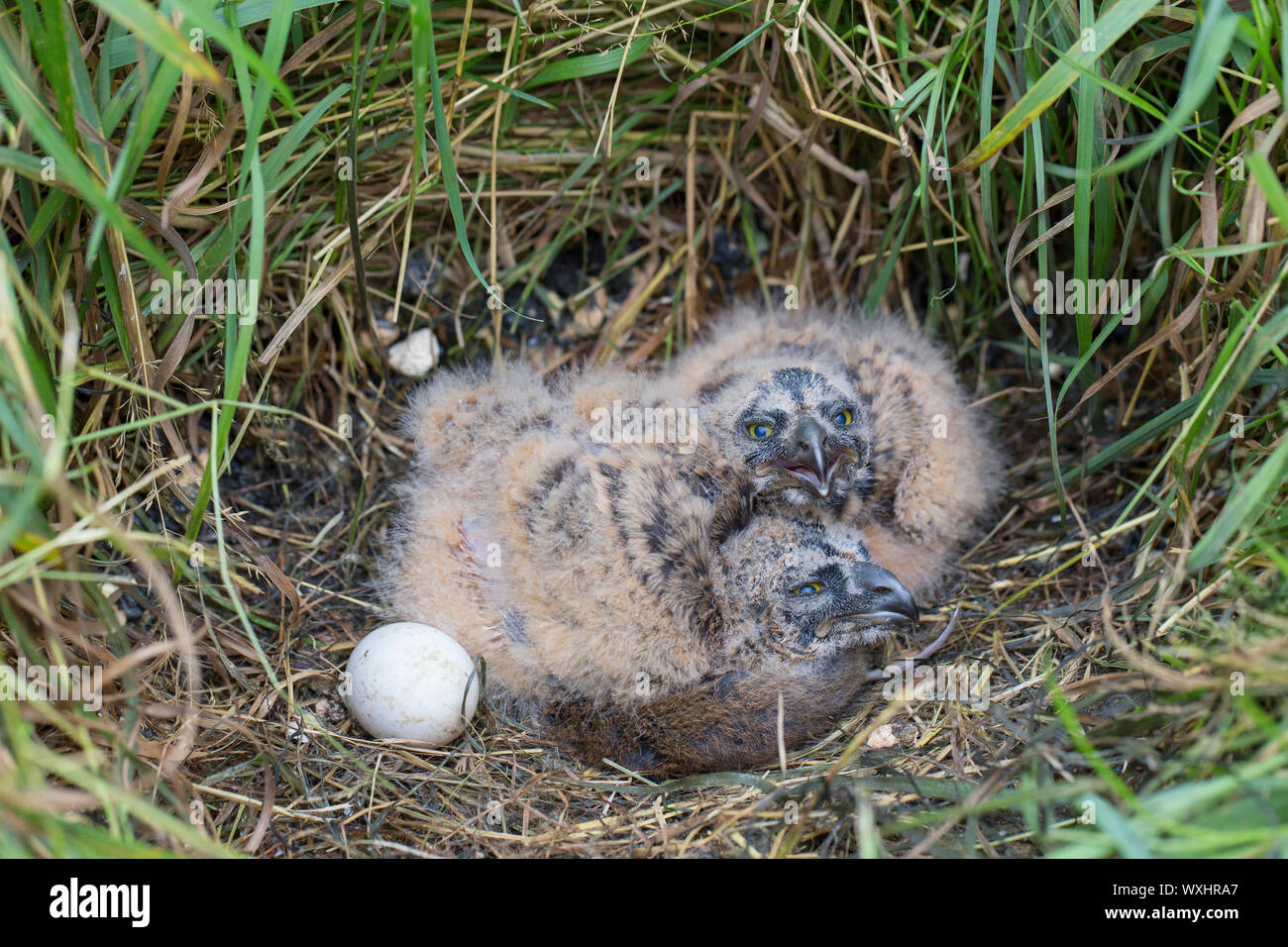 Short-eared Owl (Asio flammeus). Chicks and egg in nest. Germany Stock ...