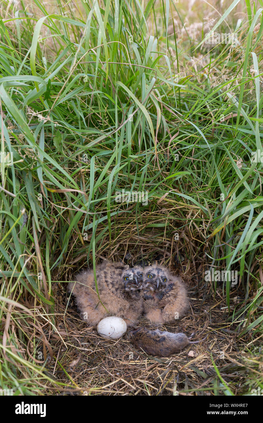 Short grass nest hi-res stock photography and images - Alamy