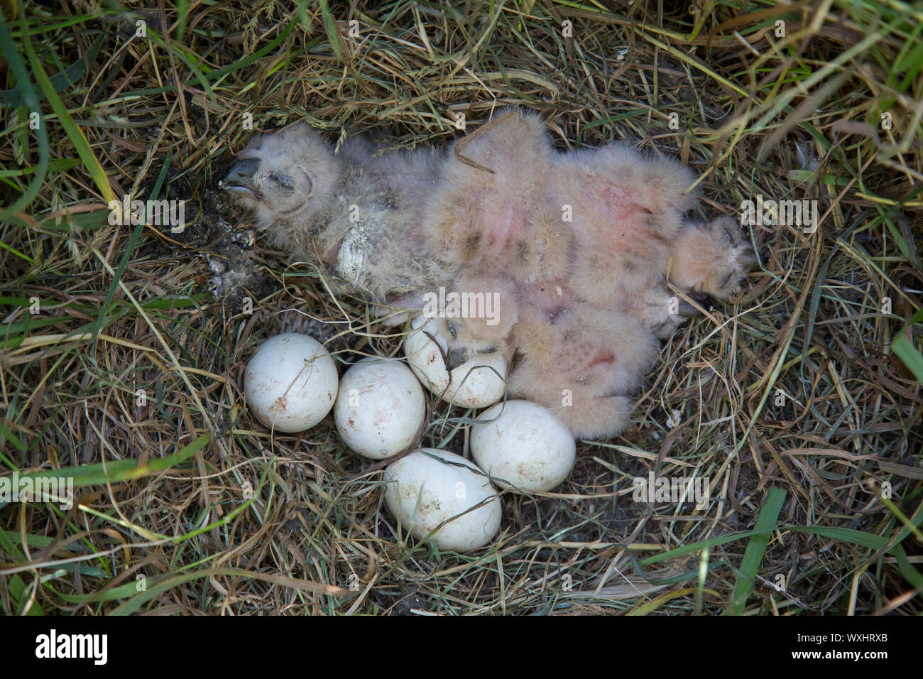 Owl eggs hi-res stock photography and images - Alamy