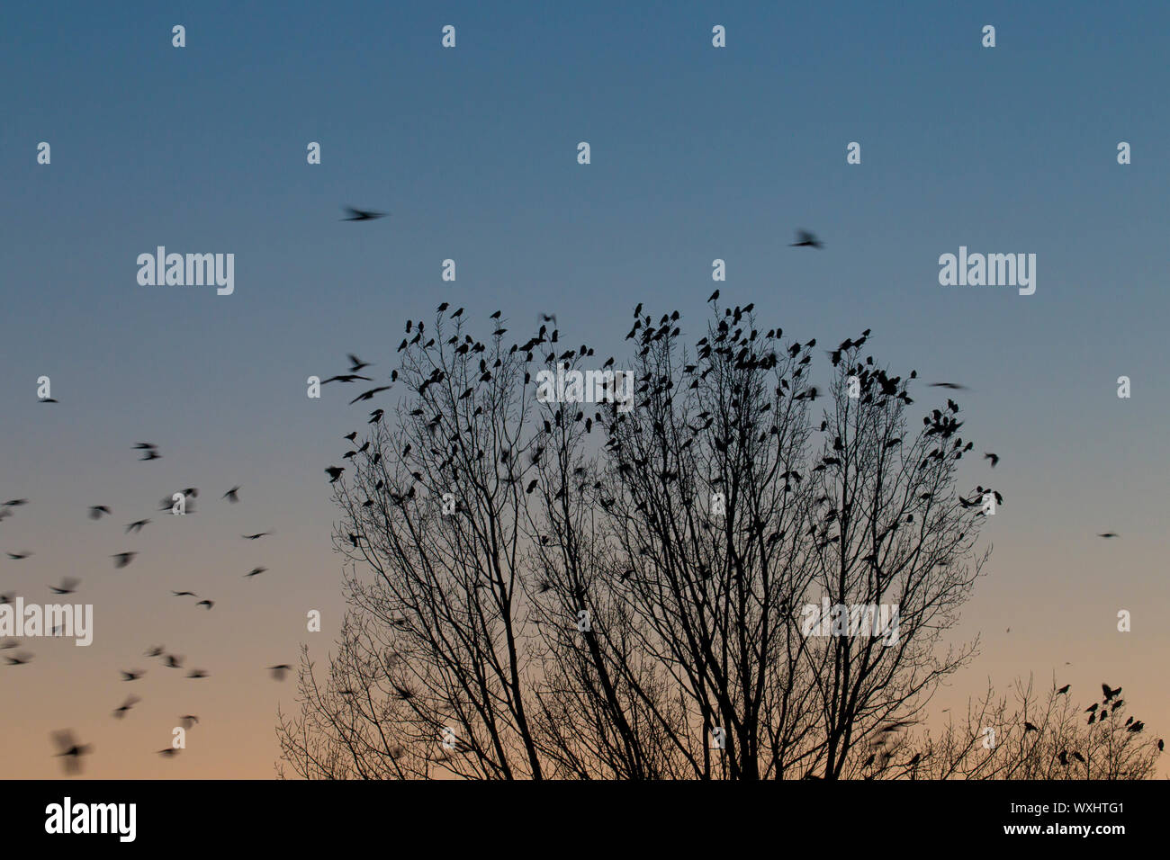 Rook (Corvus frugilegus). Flock roosting in a tree. Schleswig-Holstein ...