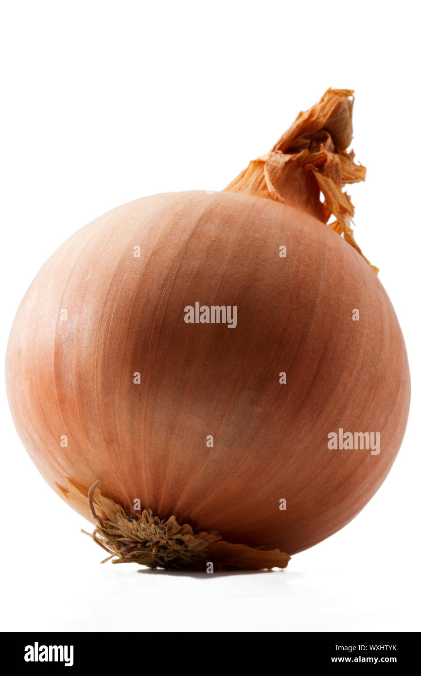 closeup of one onion on white background Stock Photo - Alamy