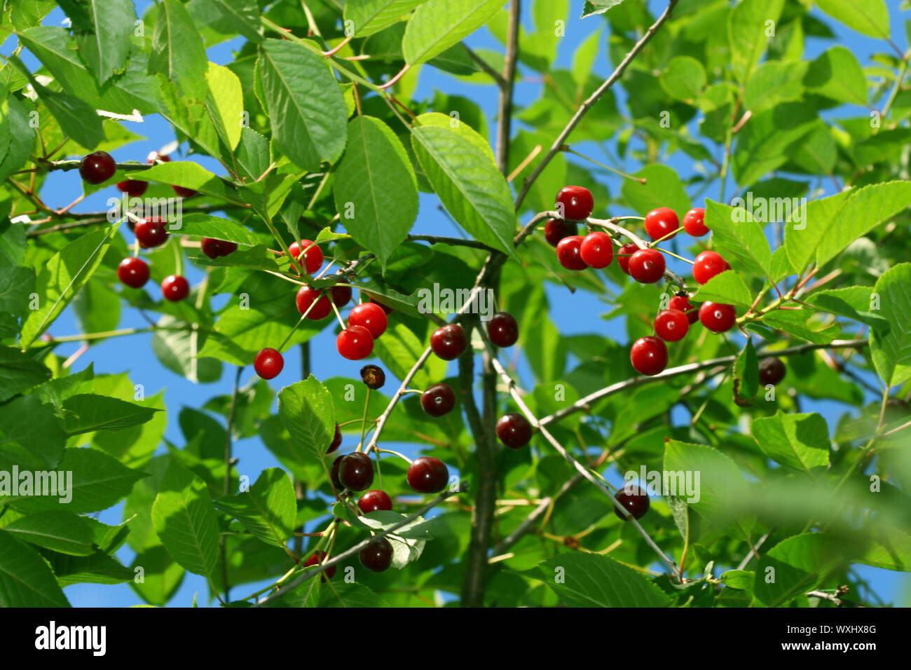 wild sweet cherry on nature background Stock Photo - Alamy