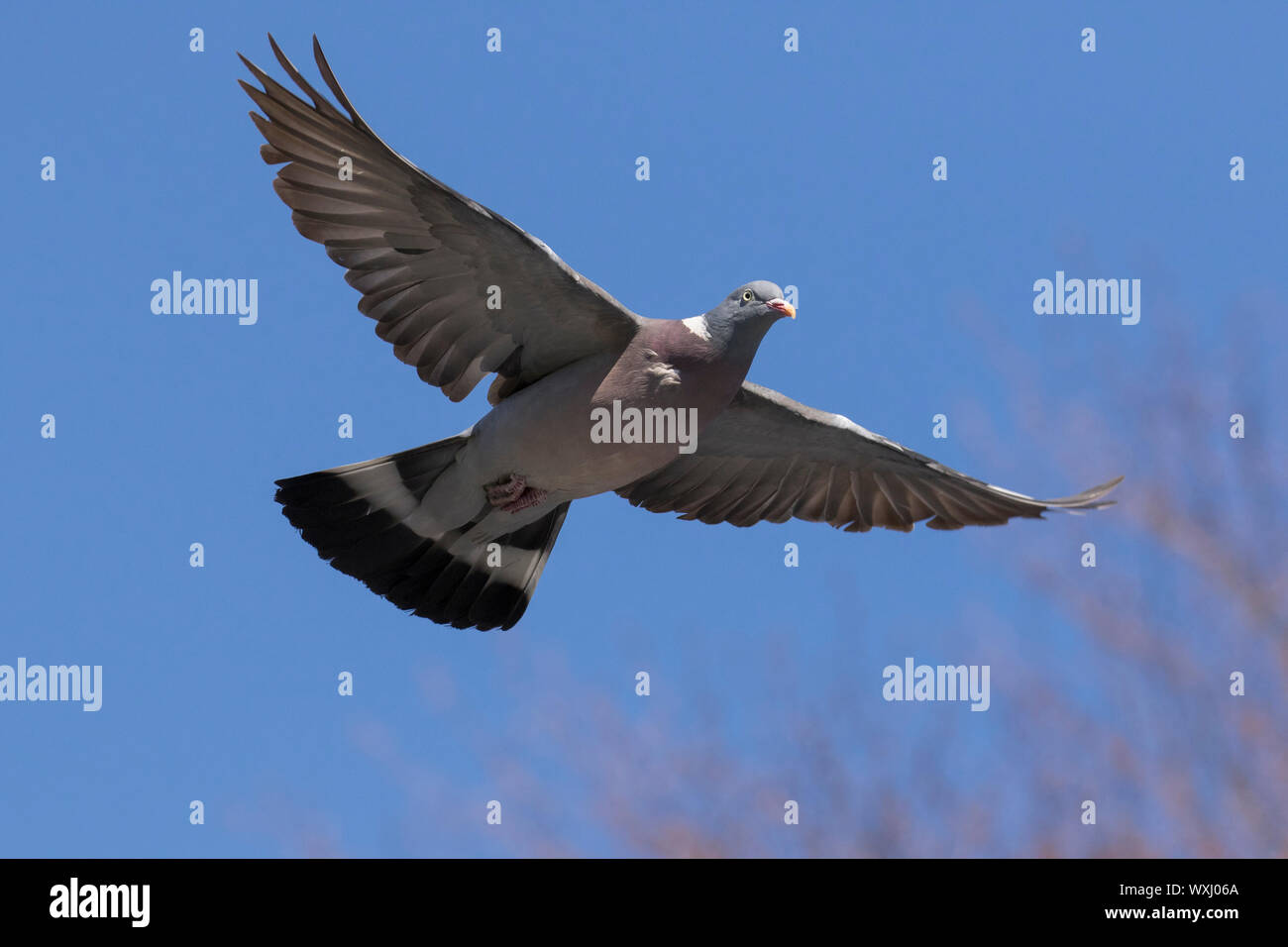 Wood pigeon in flight hi-res stock photography and images - Alamy