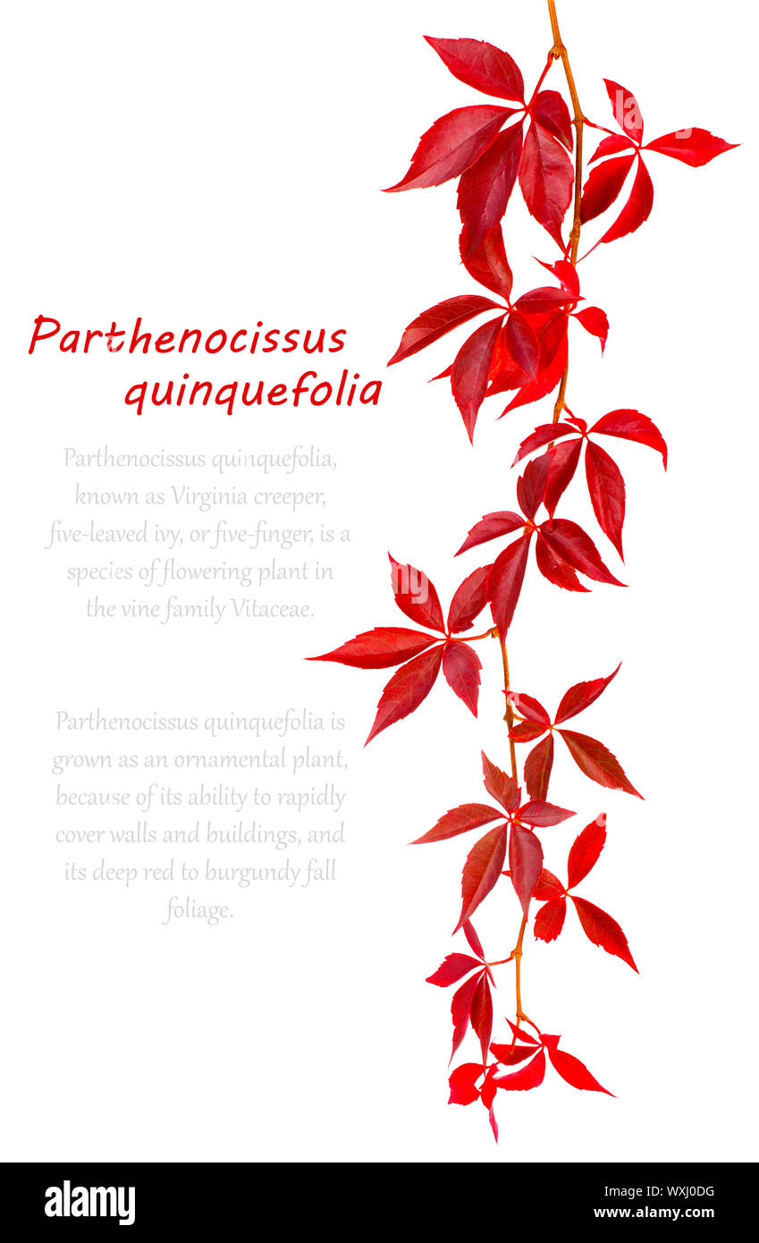 Virginia creeper twig isolated. fall vine branch Stock Photo - Alamy