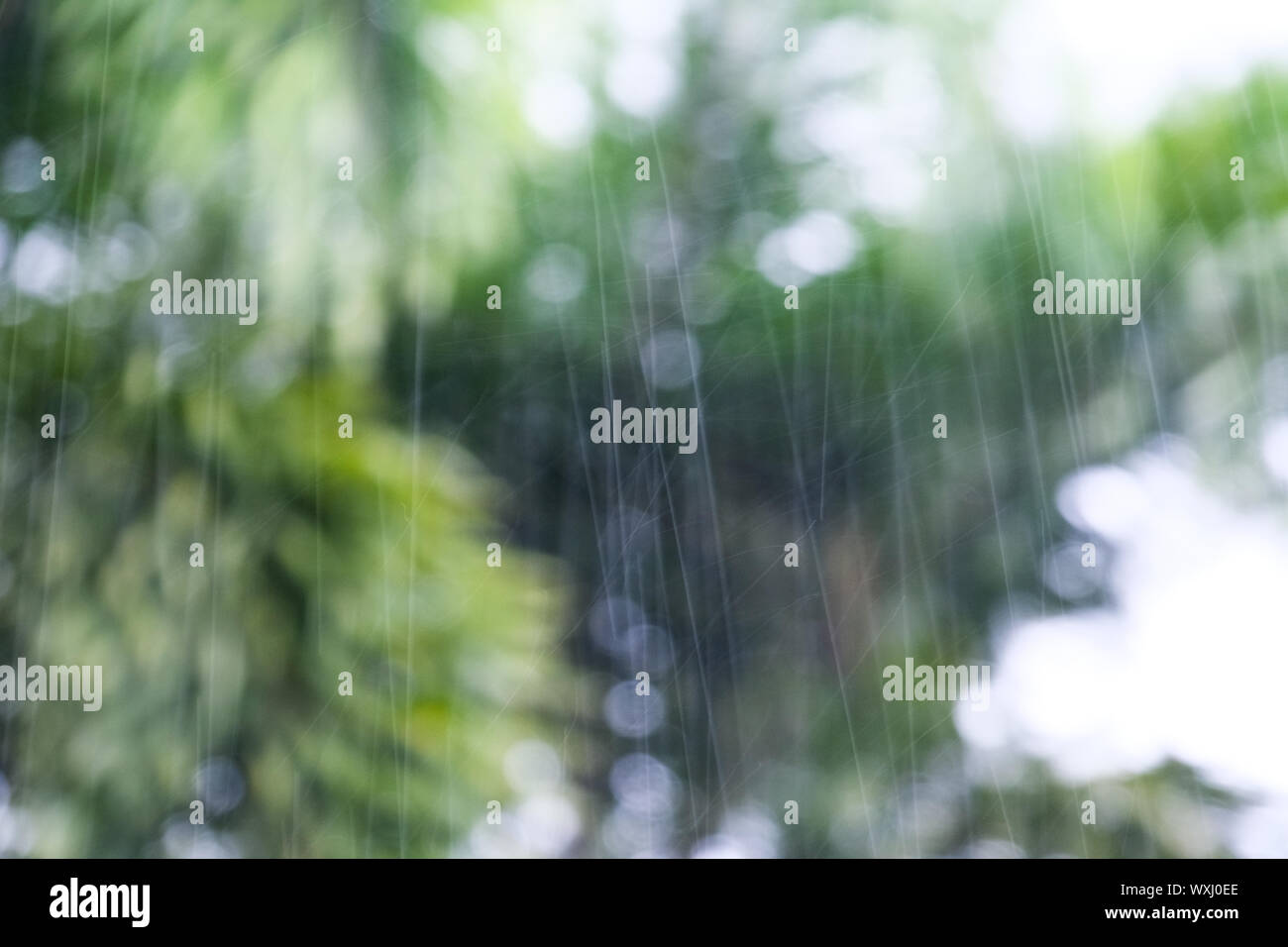 raindrop with out of focus tree in background Stock Photo - Alamy