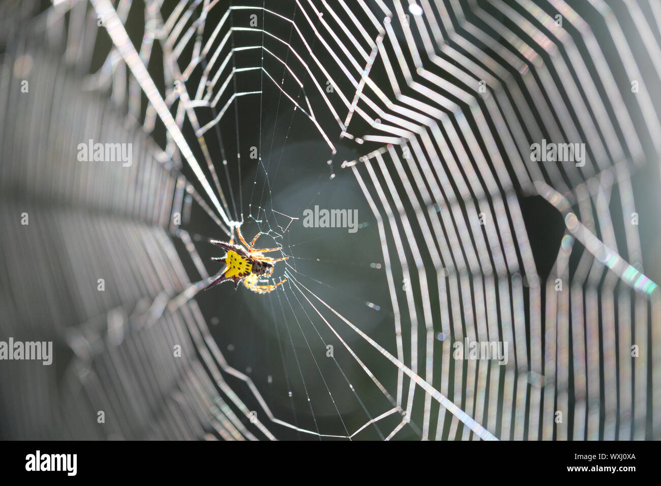 yellow Spike spider on spider web Stock Photo - Alamy