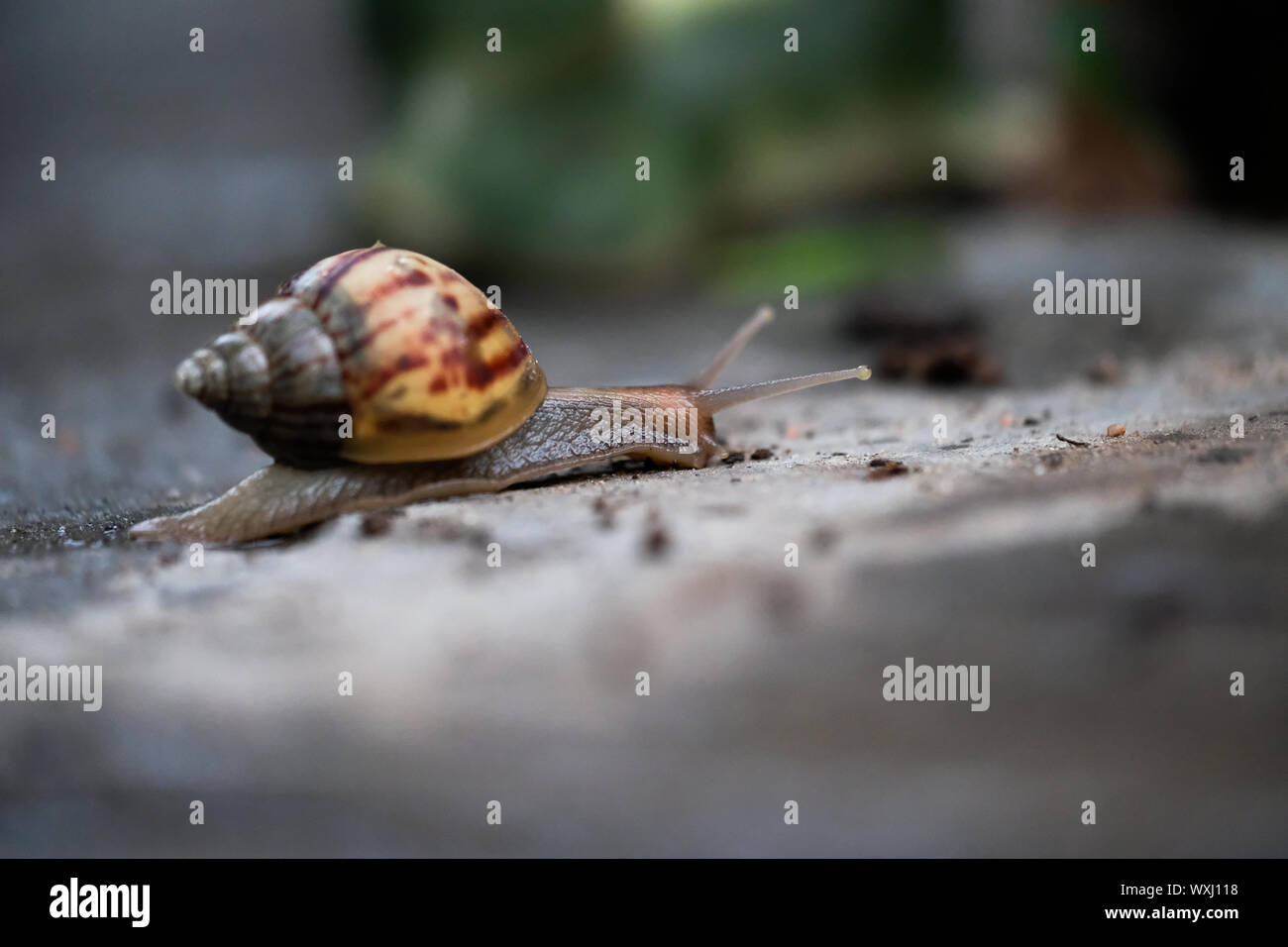 Snail on a grey concrete floor Stock Photo - Alamy