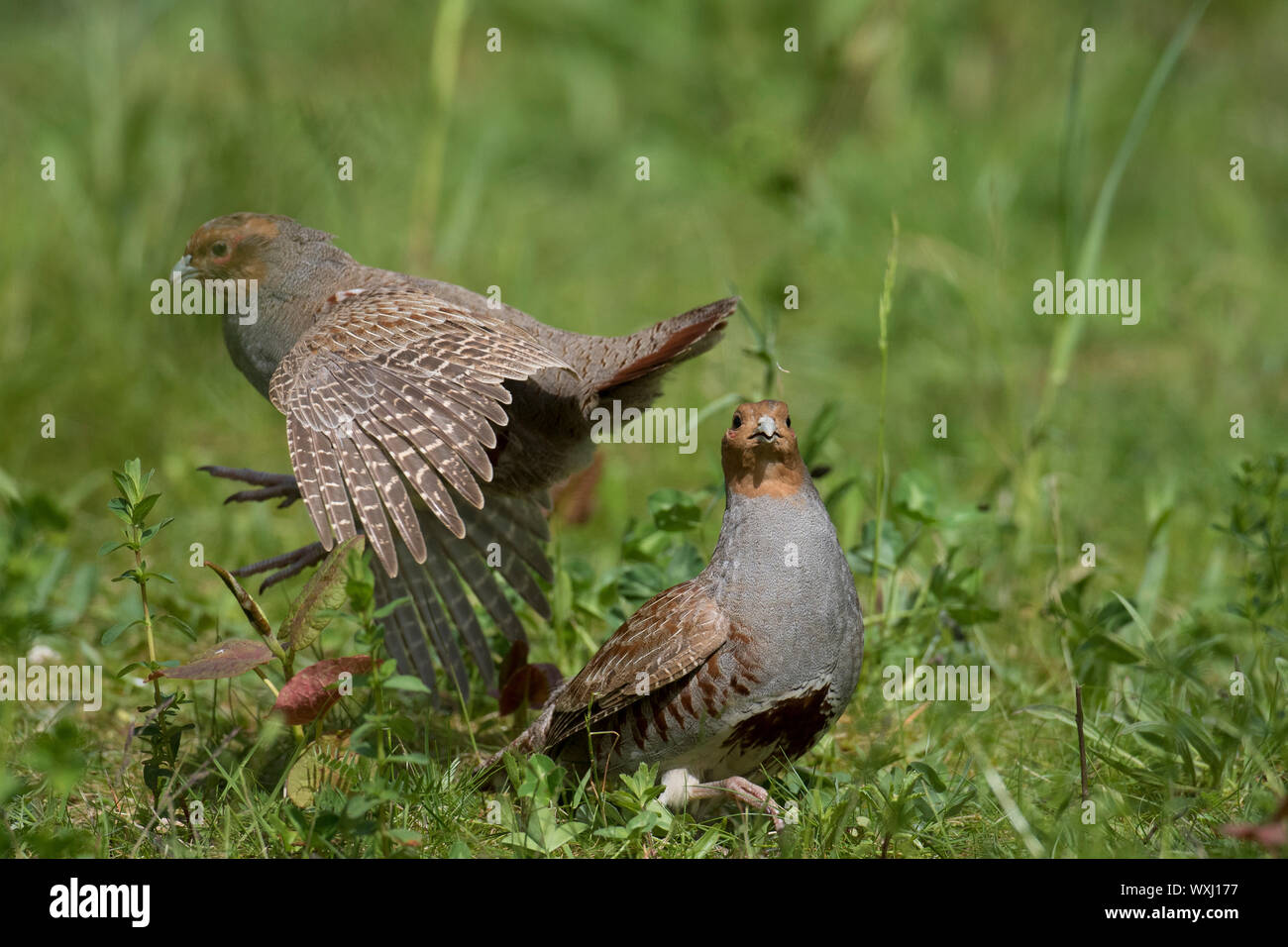 Grey partridge perdix perdix adult male hi-res stock photography and ...