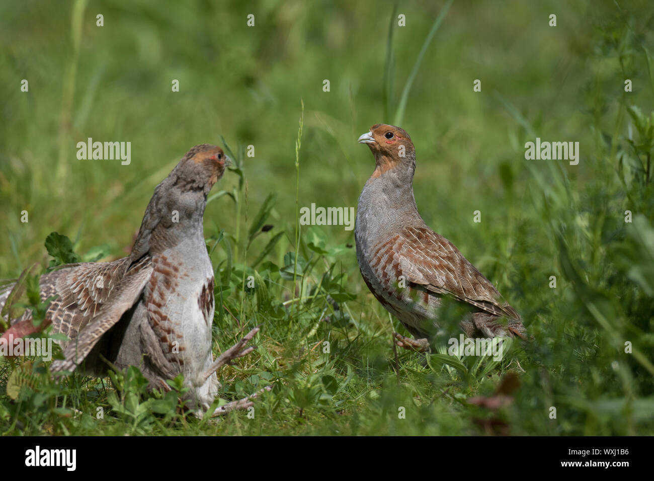 Grey Partridge (Perdix perdix). Males fighting, Germany Stock Photo - Alamy