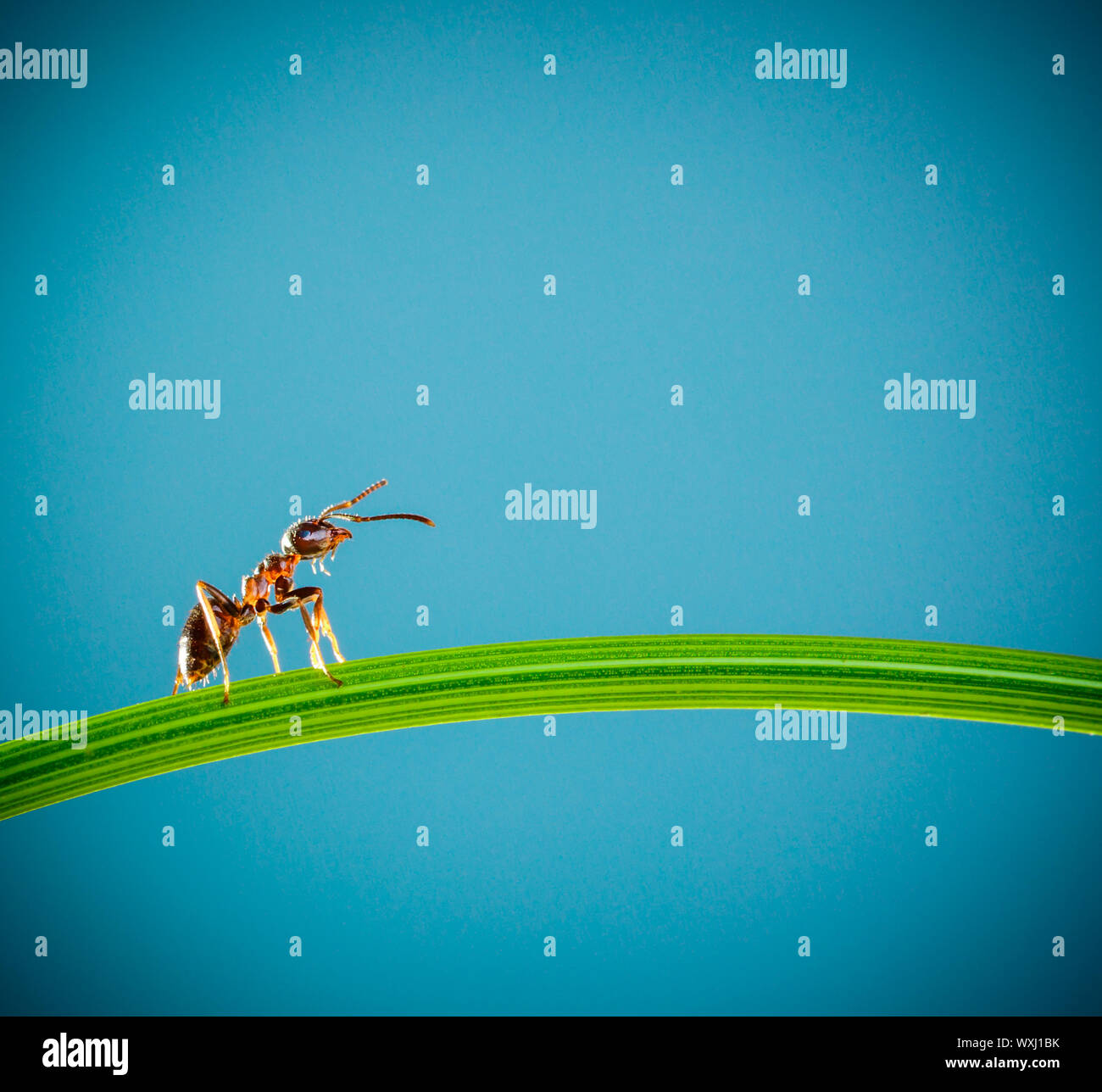 Ant friends hi-res stock photography and images - Alamy