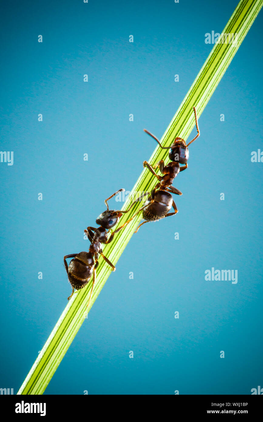 Two ants running around the curved green blade of grass on a blue ...