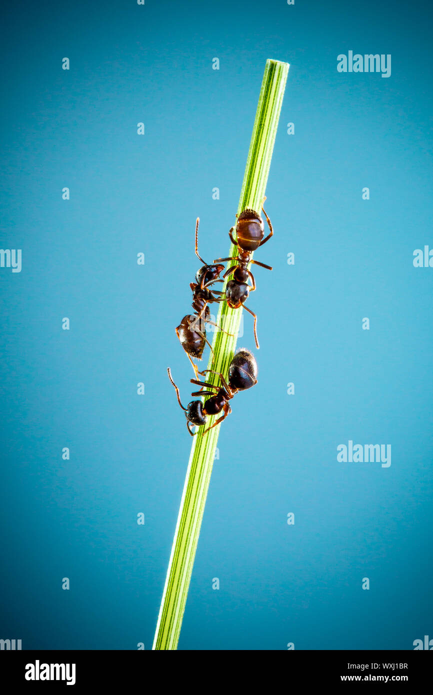 Three ants running around the curved green blade of grass on a blue ...