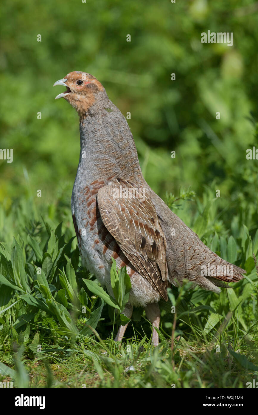 Grey Partridge (Perdix perdix). Male calling, Germany Stock Photo - Alamy
