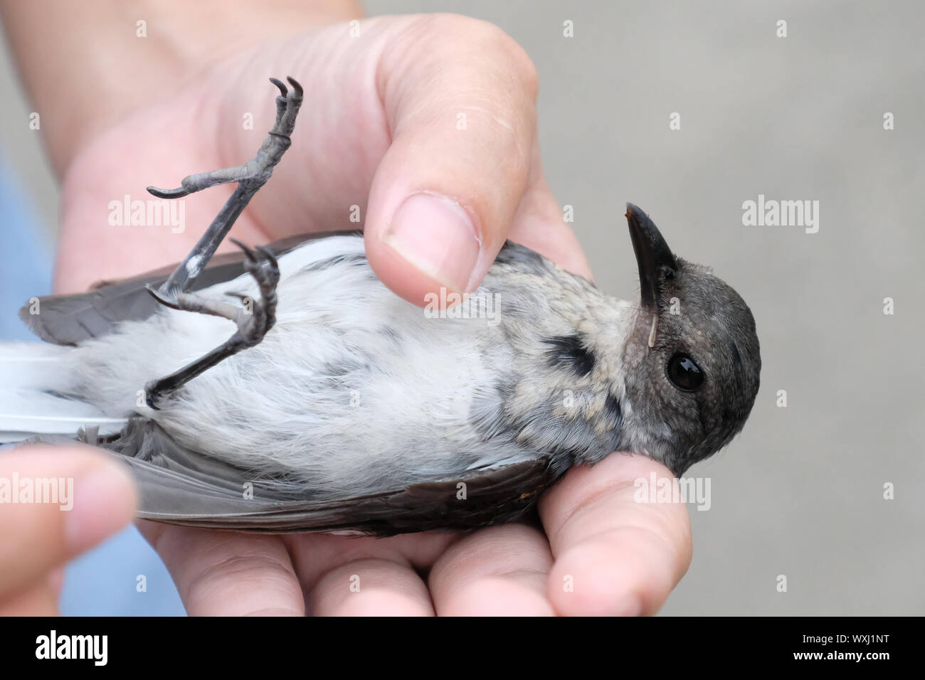 Hold bird hi-res stock photography and images - Alamy