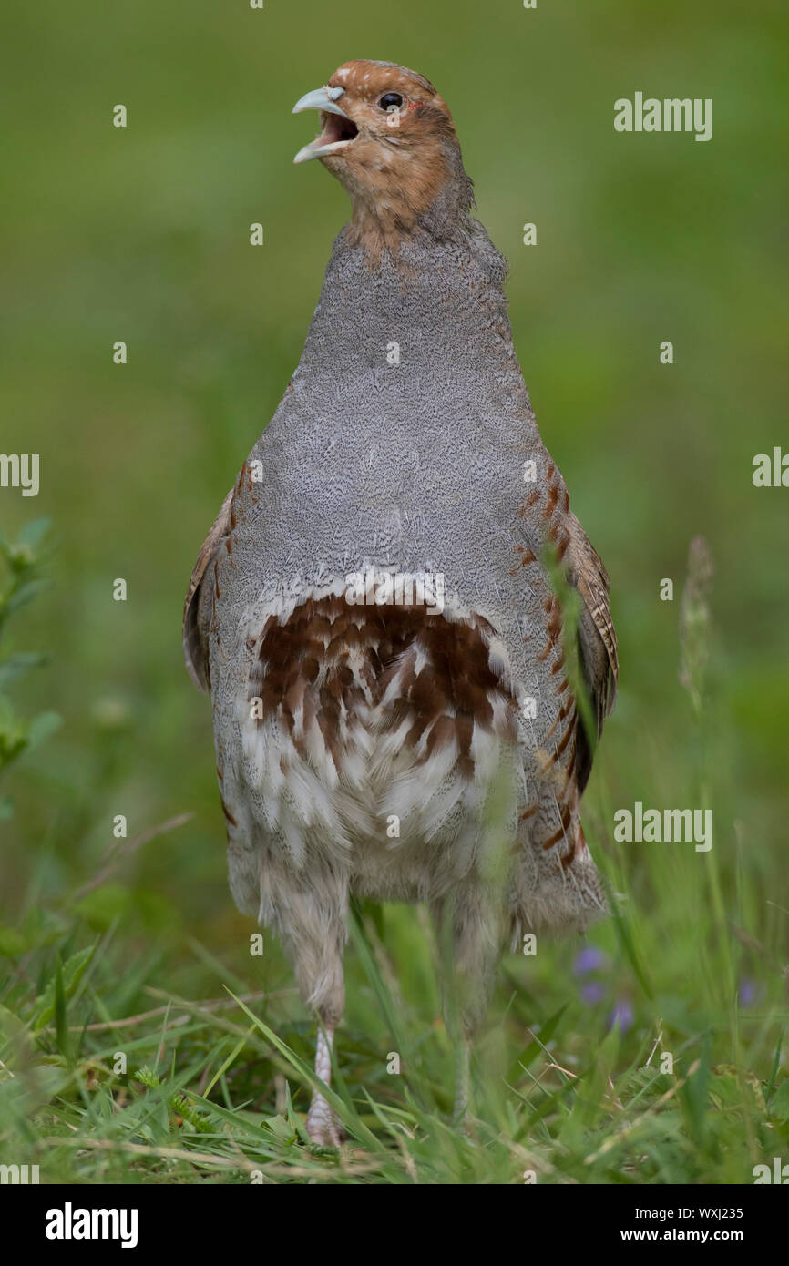 Grey partridge calling hi-res stock photography and images - Alamy