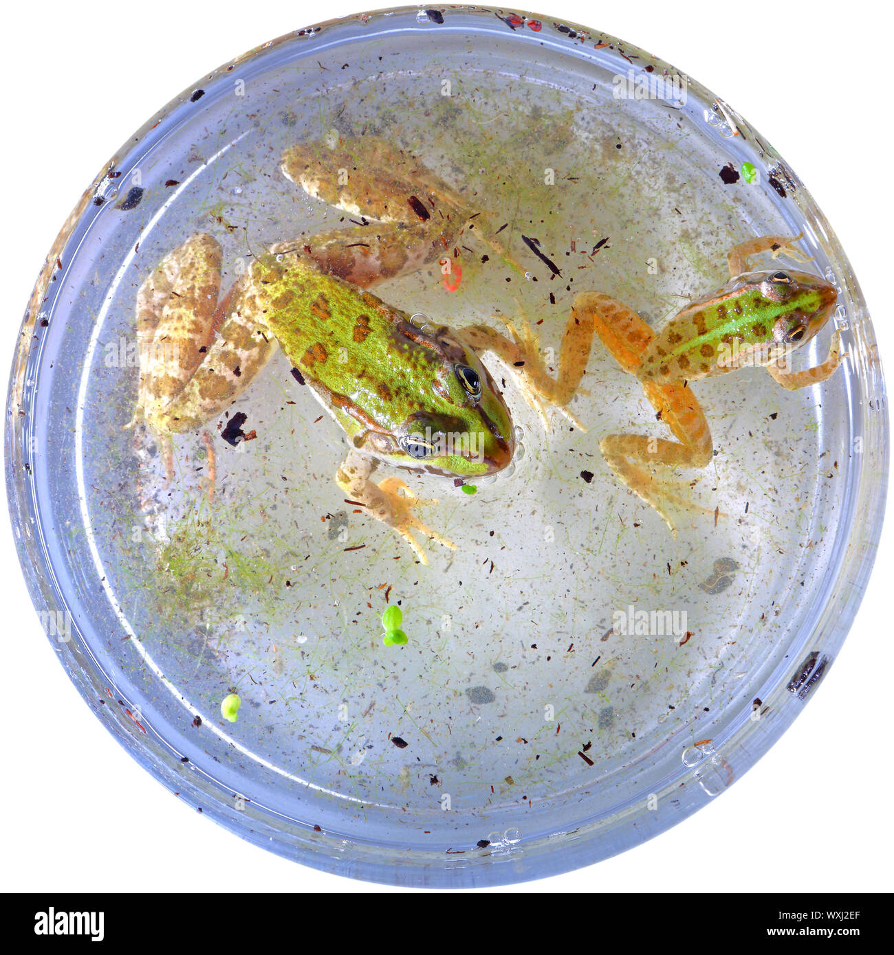 Specimen jar hi-res stock photography and images - Alamy