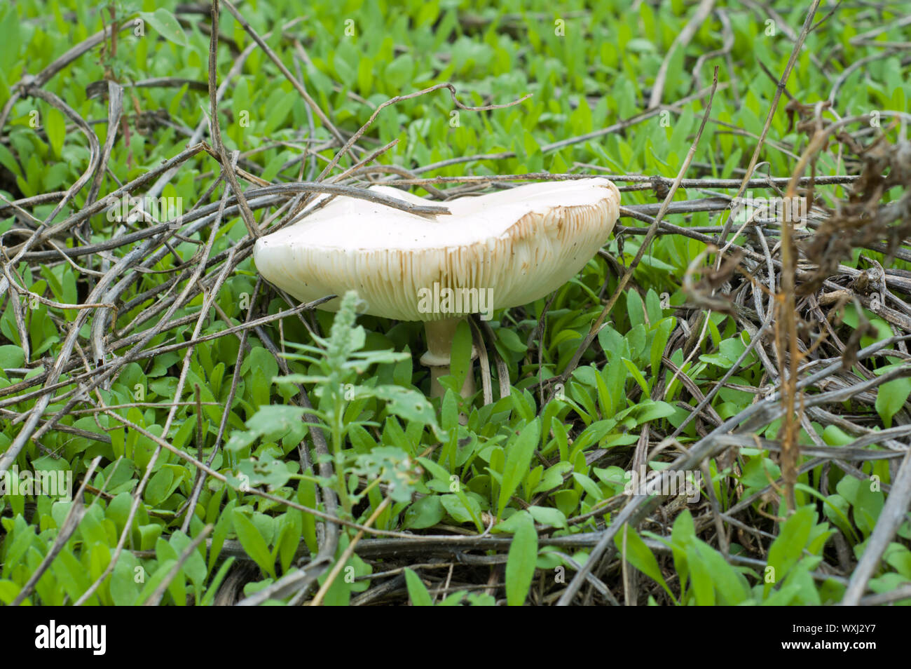 an edible agaric mushroom is in a grass Stock Photo - Alamy