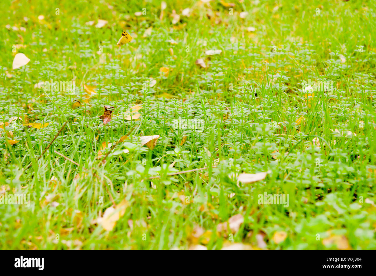 green cover of grass autumn Stock Photo - Alamy