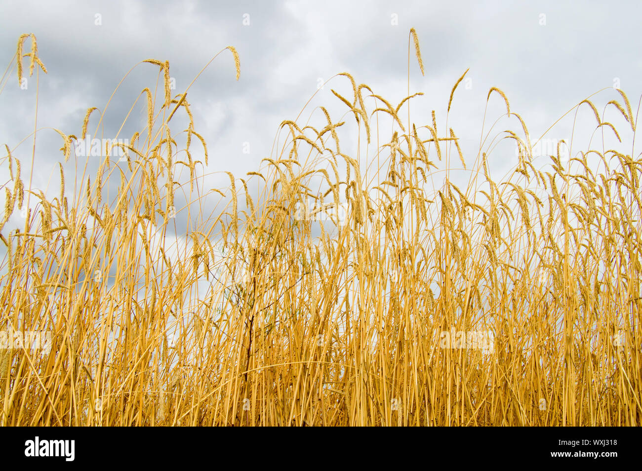 field of ripe rye gold color south Ukraine Stock Photo - Alamy